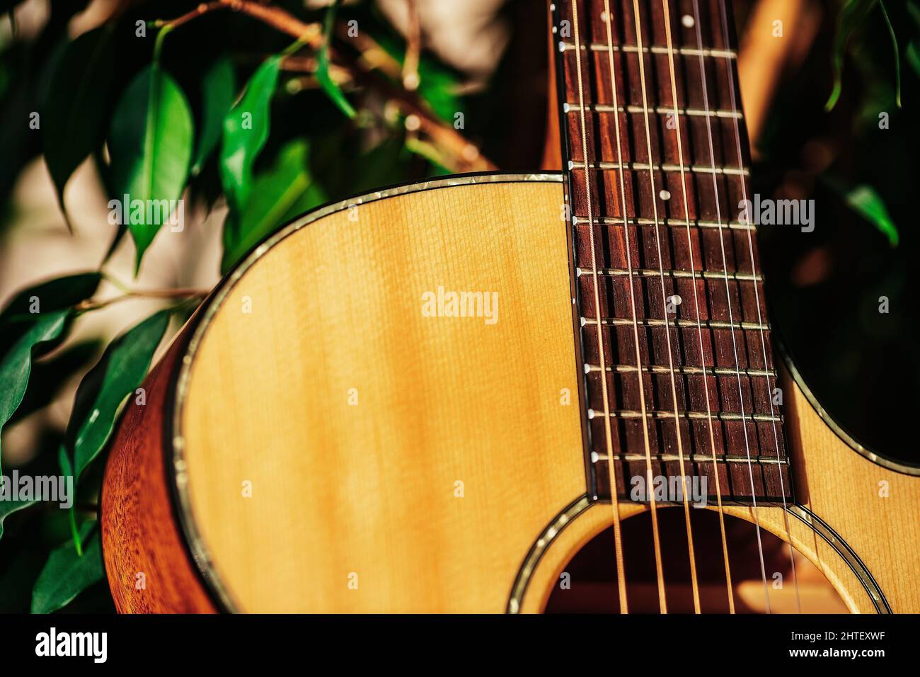 Part of acoustic guitar is close-up among green leaves of ficus ...