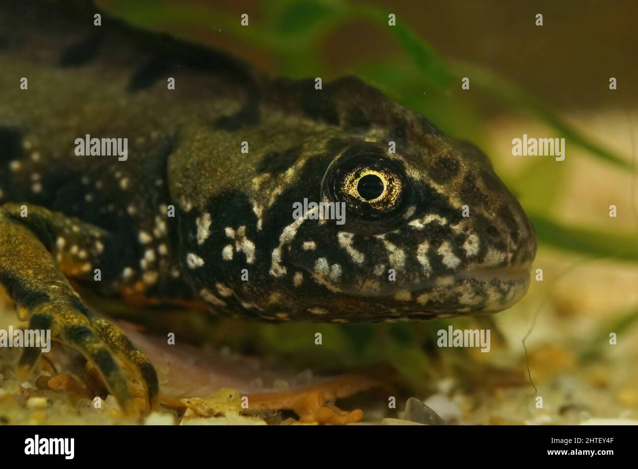 Closeup on an aquatic adult male of the Danube crested newt , Tr Stock ...