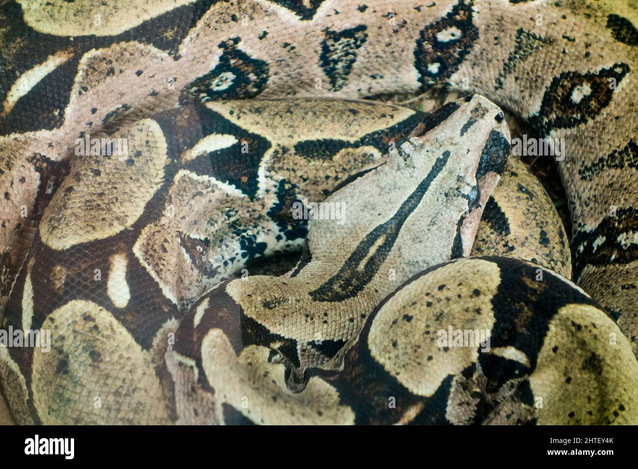 Close up of the skin of a boa constrictor hi-res stock photography and ...