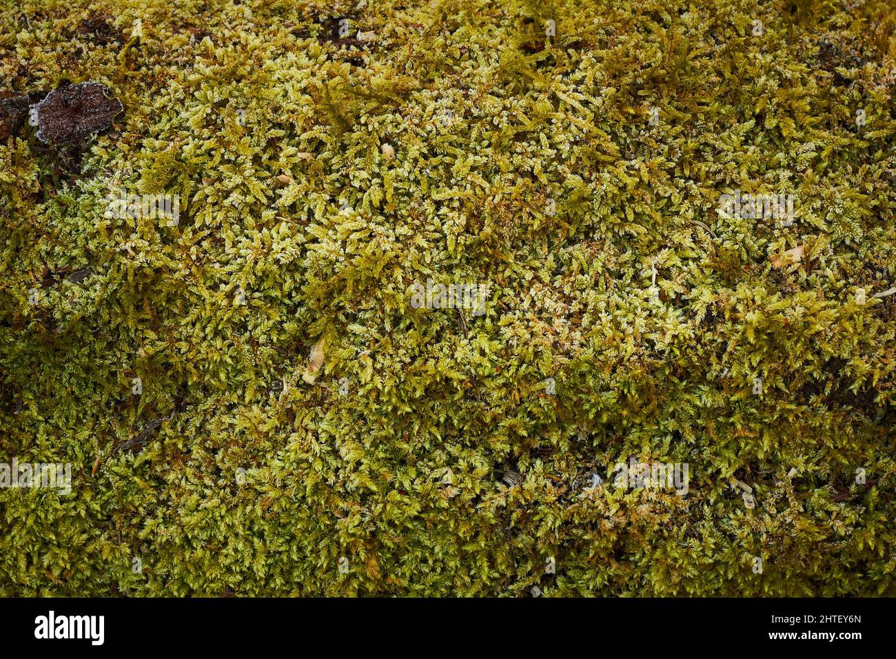 Moss all over hi-res stock photography and images - Alamy