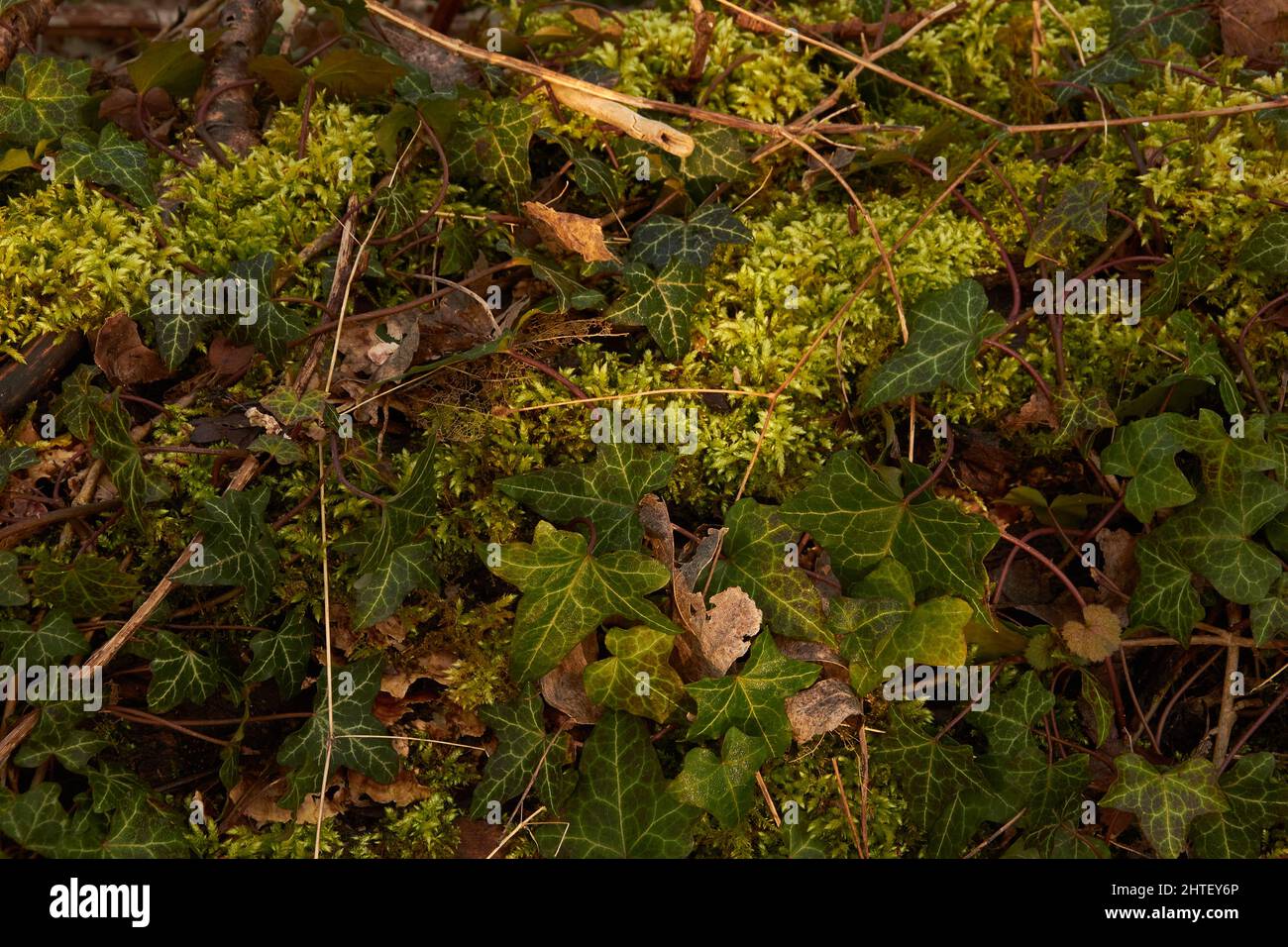 Decaying log garden hi-res stock photography and images - Alamy