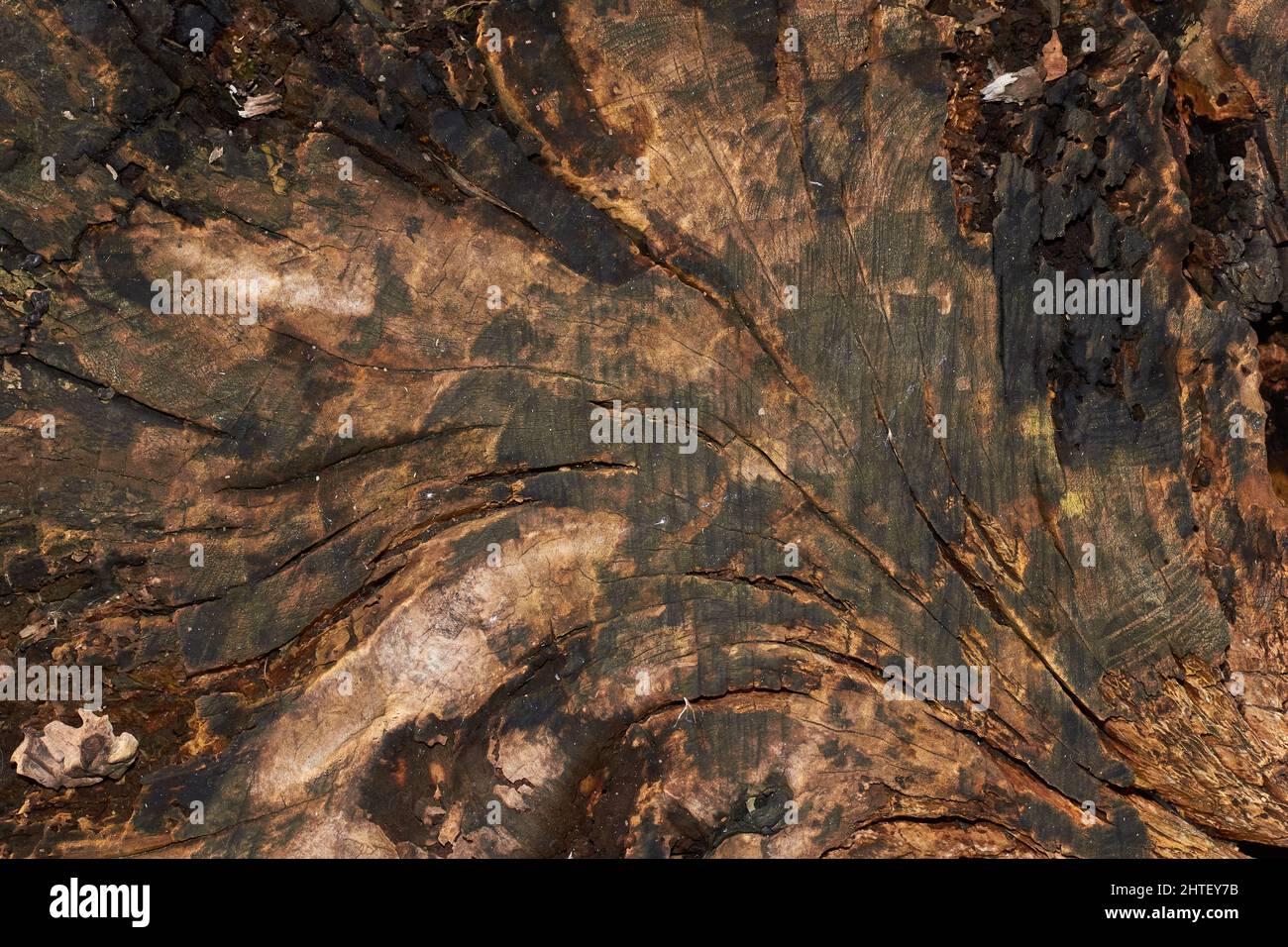 Weathered and textured tree stump Stock Photo - Alamy