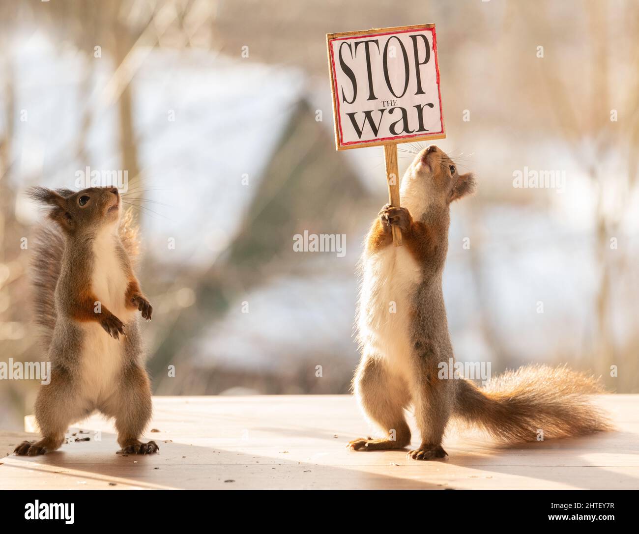 Red squirrels with a gun hi-res stock photography and images - Alamy