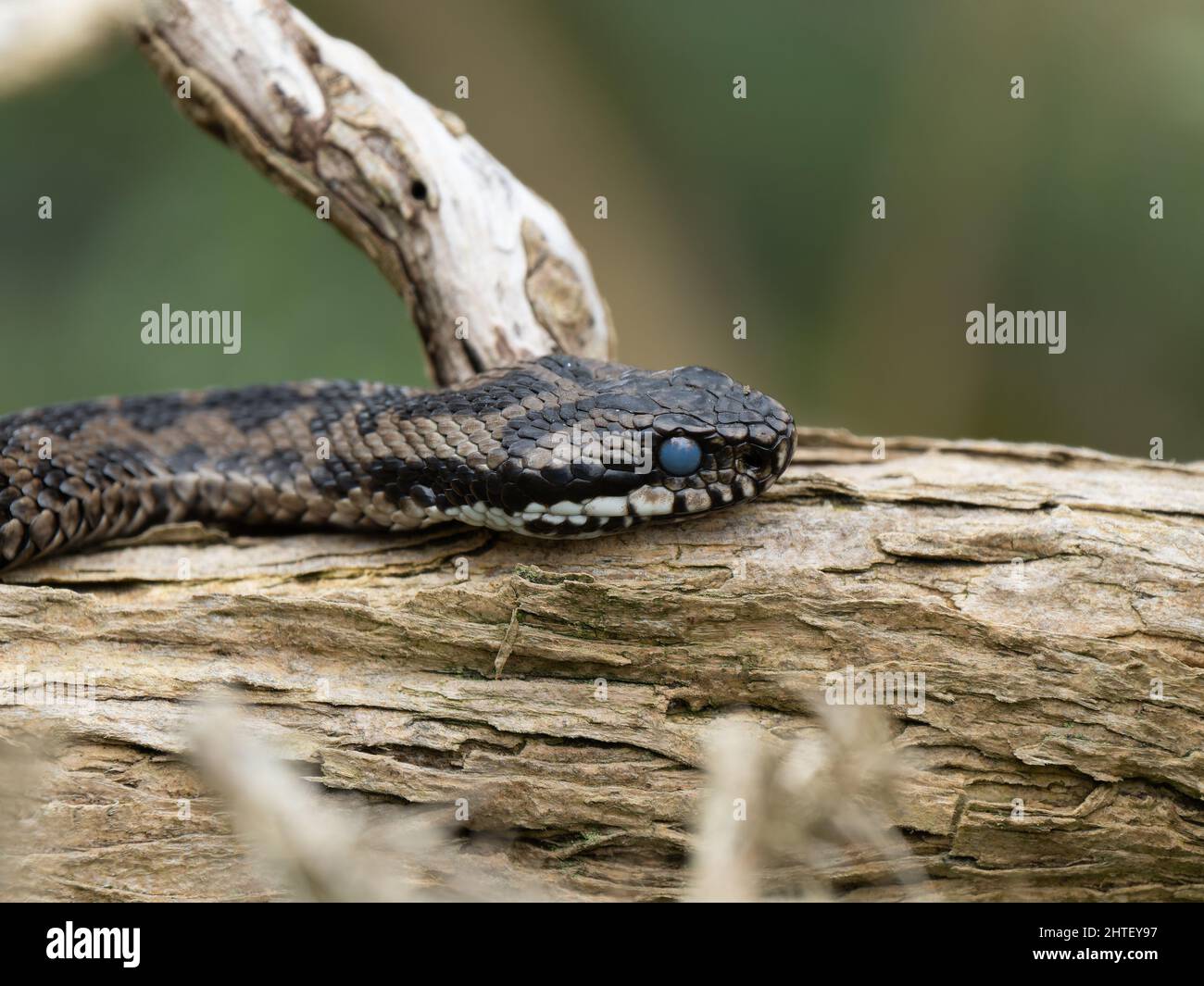 Adder with a Cloudy Eye Before Molting Stock Photo - Alamy