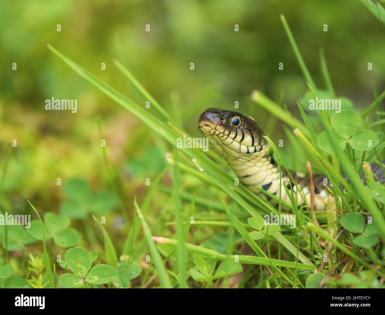 Grass snake natrix natrix surrey hi-res stock photography and images ...
