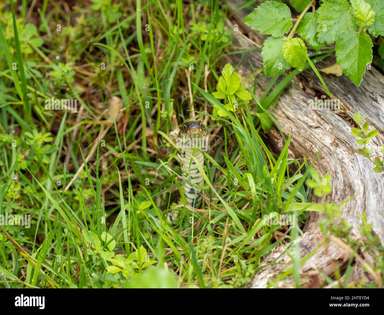 Grass snake natrix natrix surrey hi-res stock photography and images ...