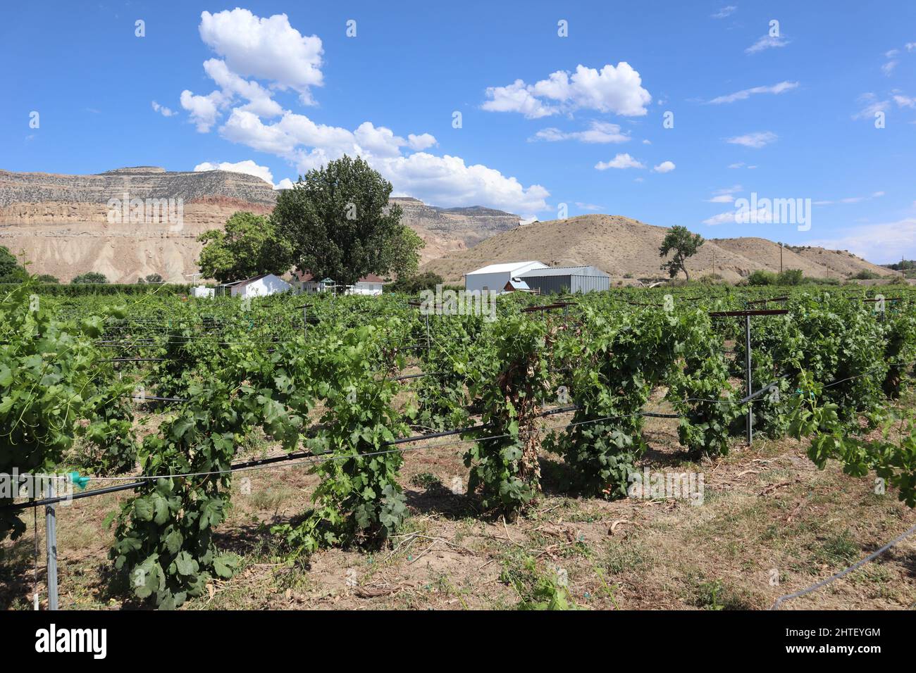View over vineyard rows at a winery in Palisade, Colorado, USA Stock ...