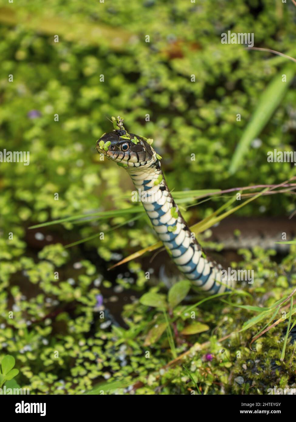 Grass Snake in a Pond Stock Photo - Alamy