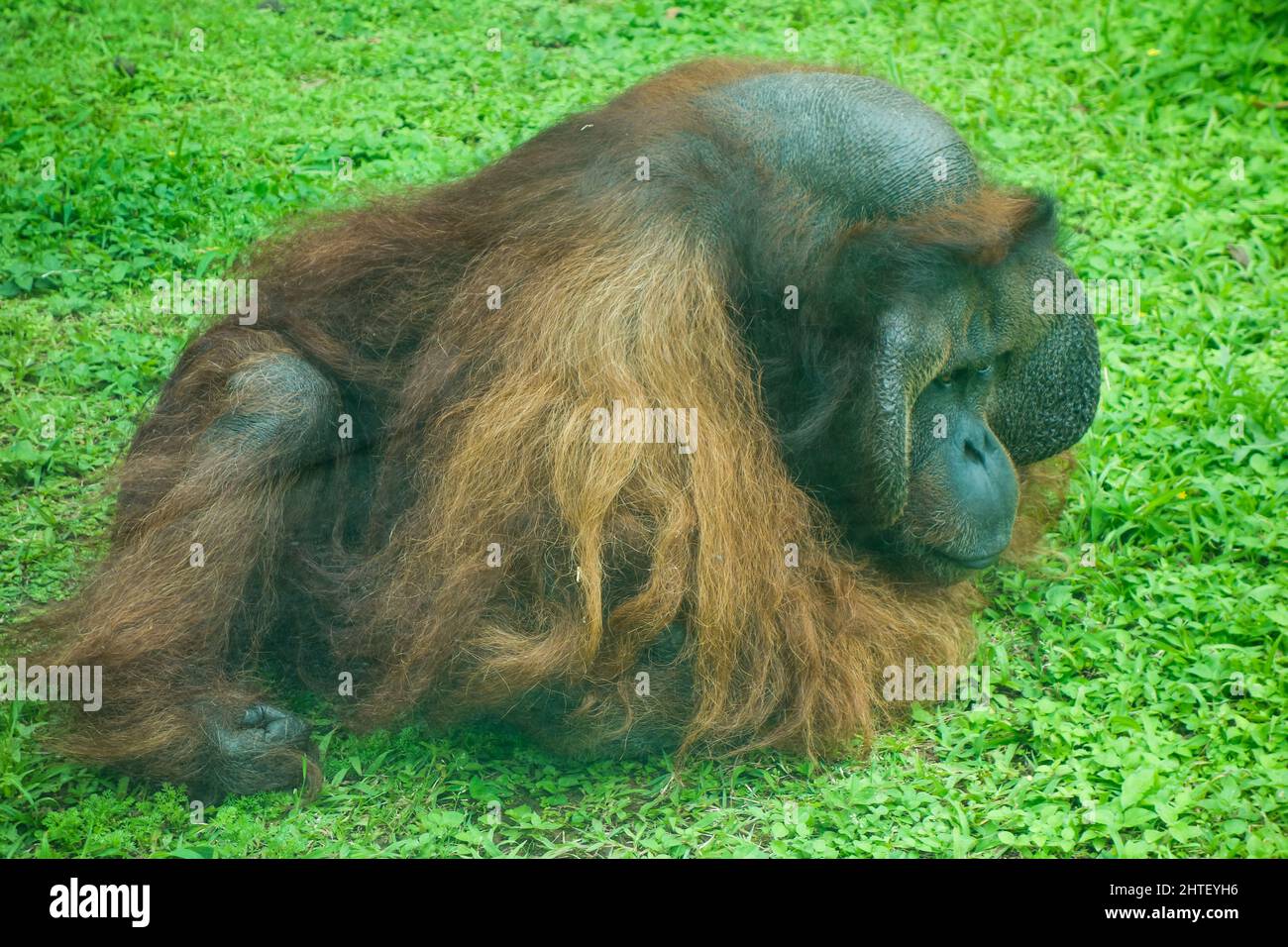 High-angle shot of an n old and tired orangutan with a smart look lying ...