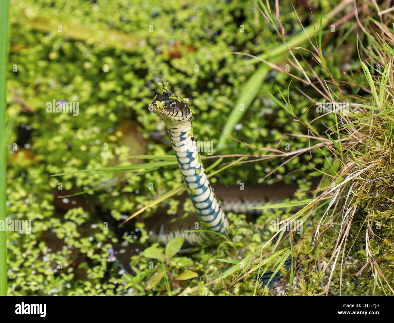 Grass Snake in a Pond Stock Photo - Alamy