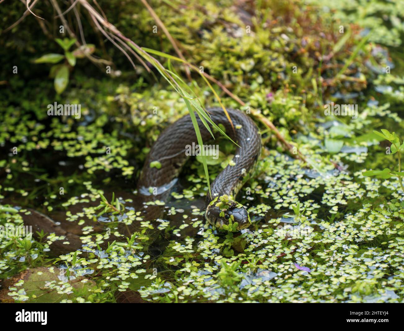 Grass Snake in a Pond Stock Photo - Alamy
