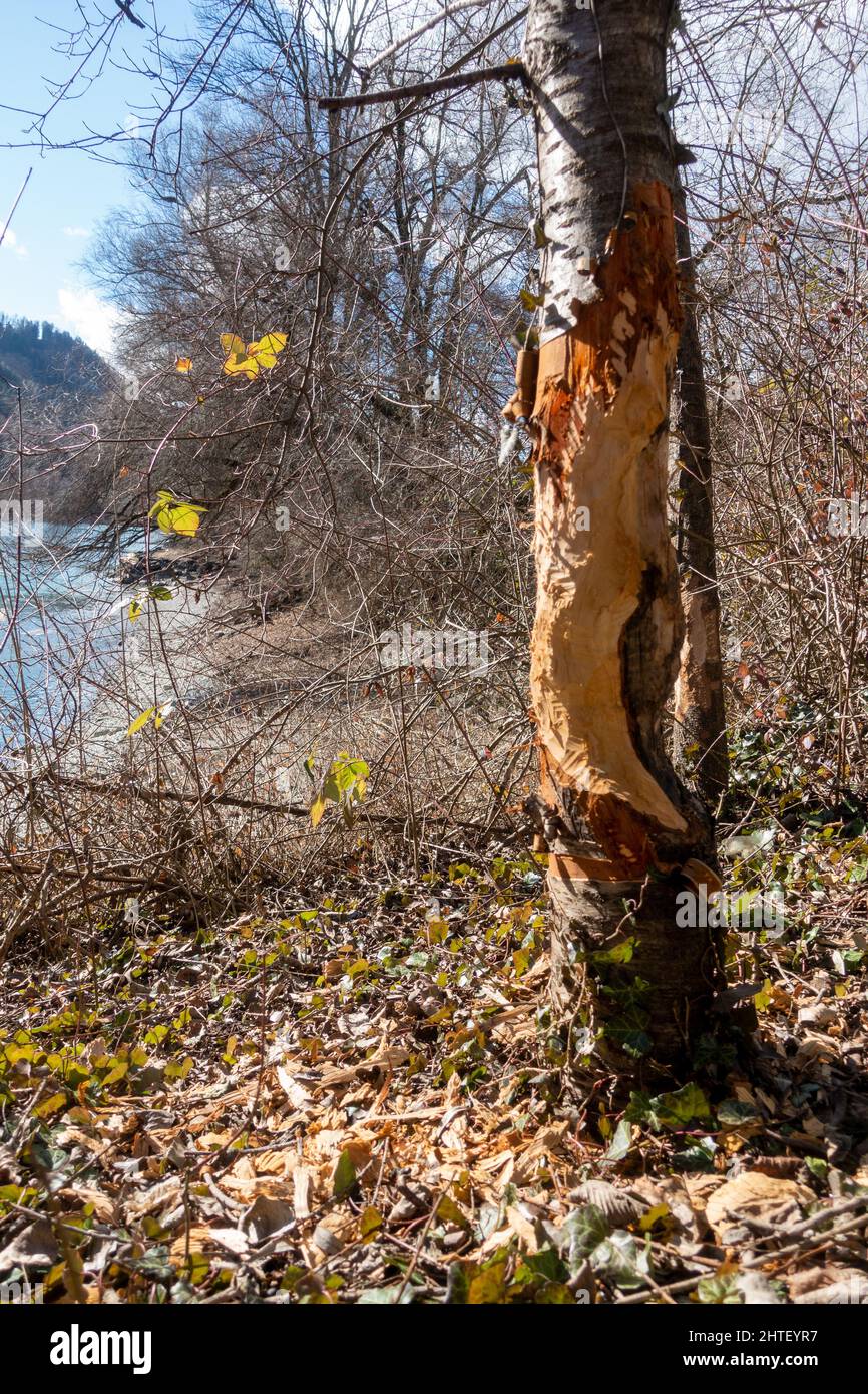 Biberbiss . Baumstamm . Beaver bite . Tree Stock Photo - Alamy