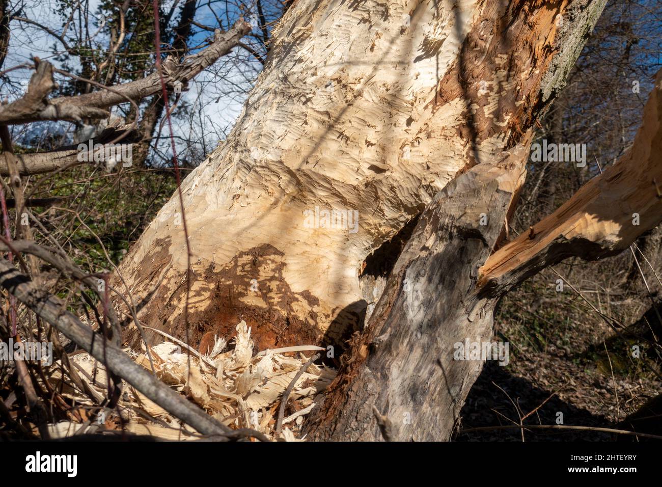 Biberbiss . Baumstamm . Beaver bite . Tree Stock Photo - Alamy