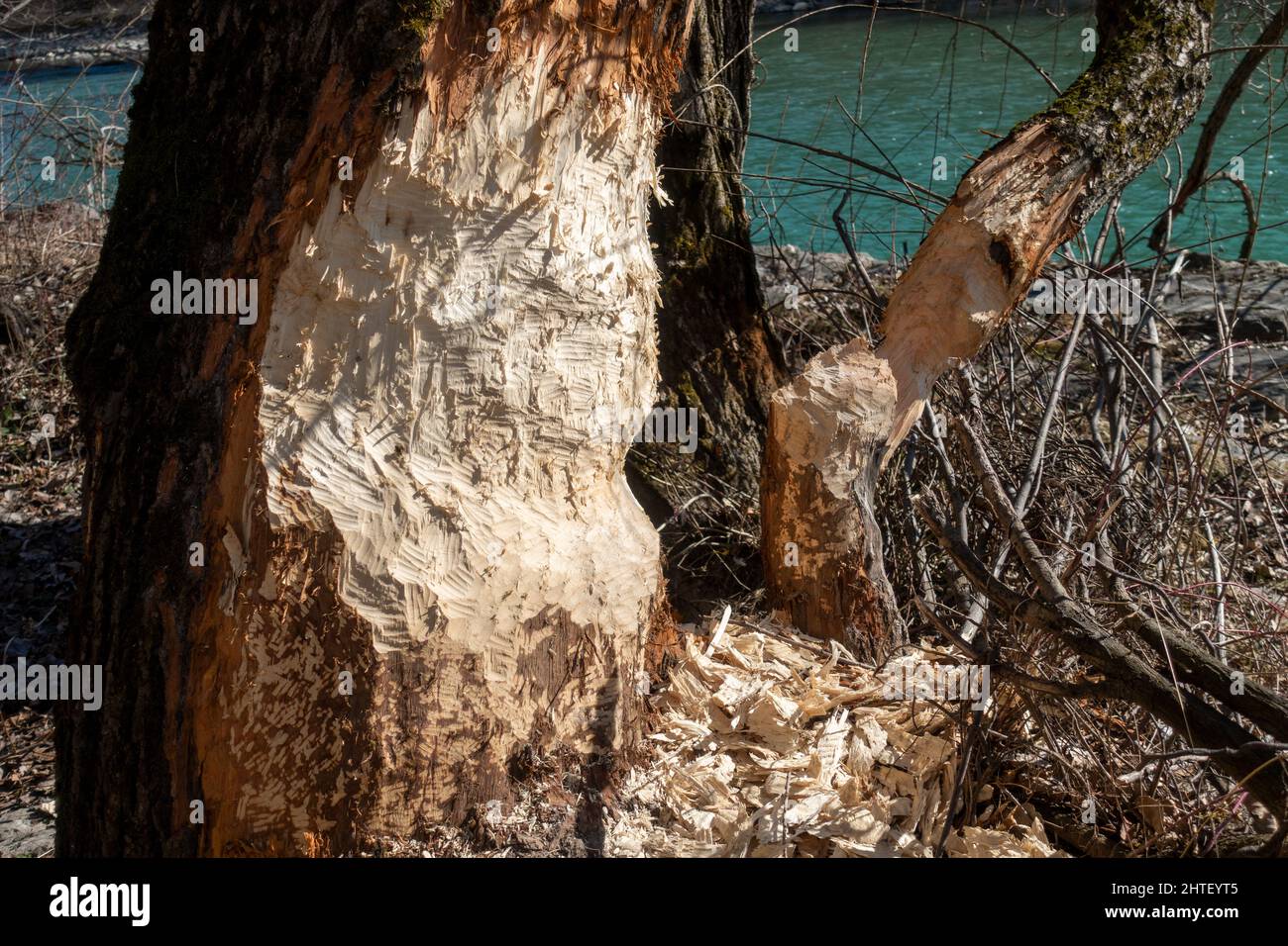 Biberbiss . Baumstamm . Beaver bite . Tree Stock Photo - Alamy