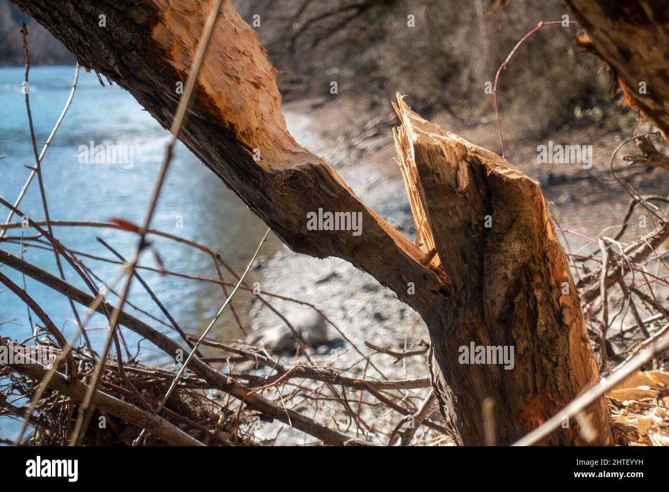Biberbiss . Baumstamm . Beaver bite . Tree Stock Photo - Alamy