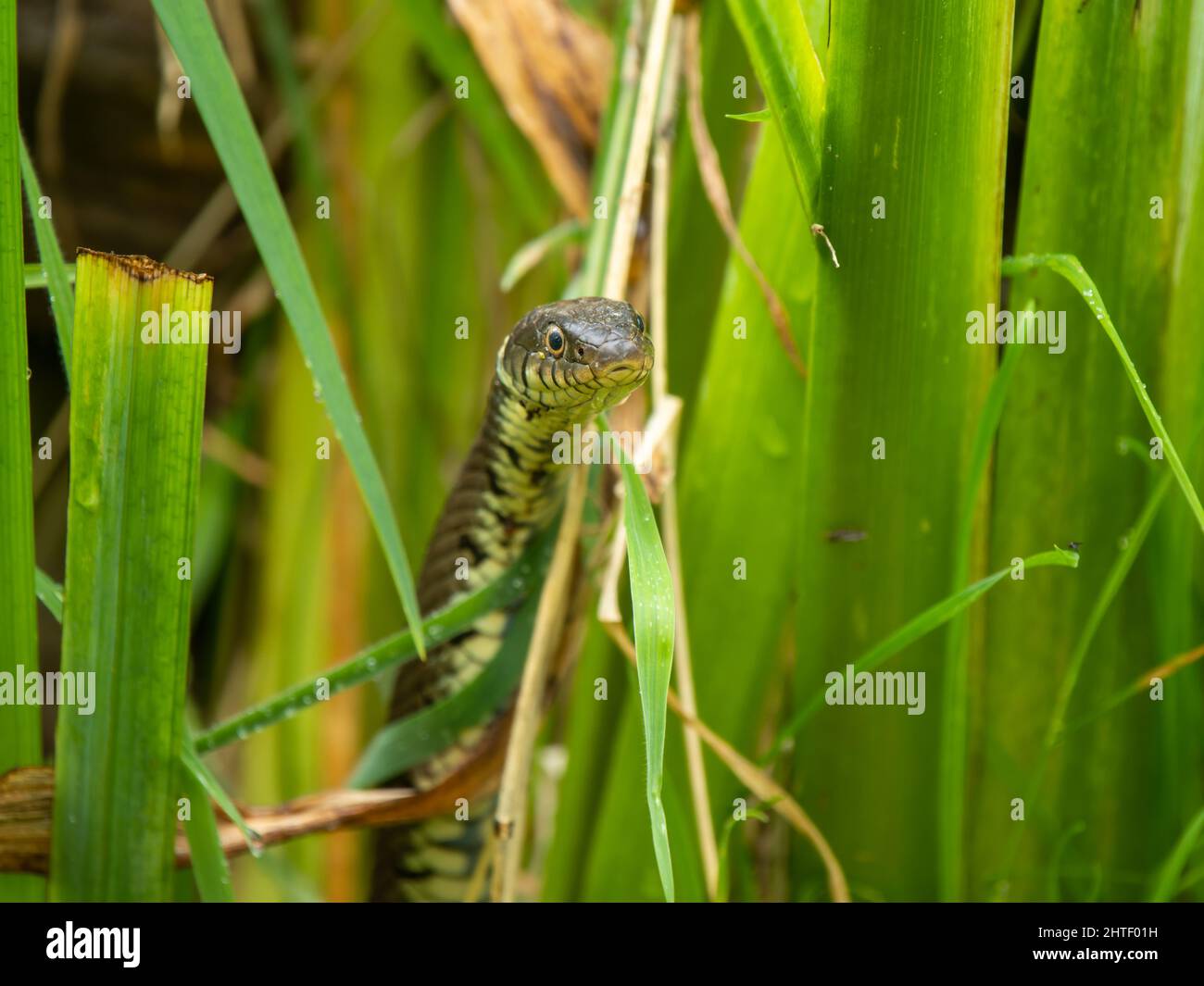 Grass snake natrix natrix surrey hi-res stock photography and images ...