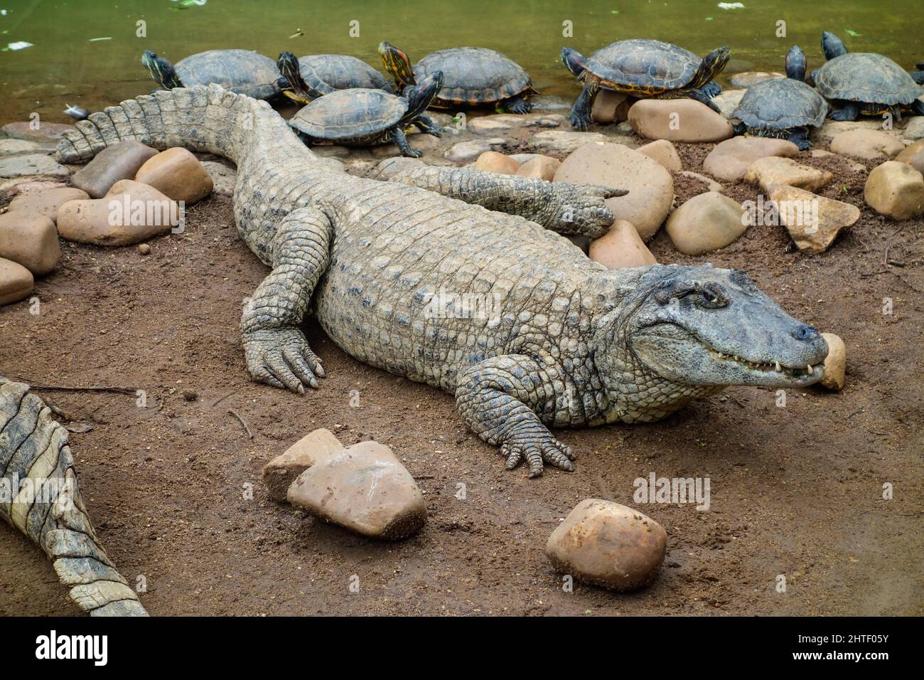And dangerous alligator in mud surrounded fearless turtles near the stone-edged lake Stock Photo ...