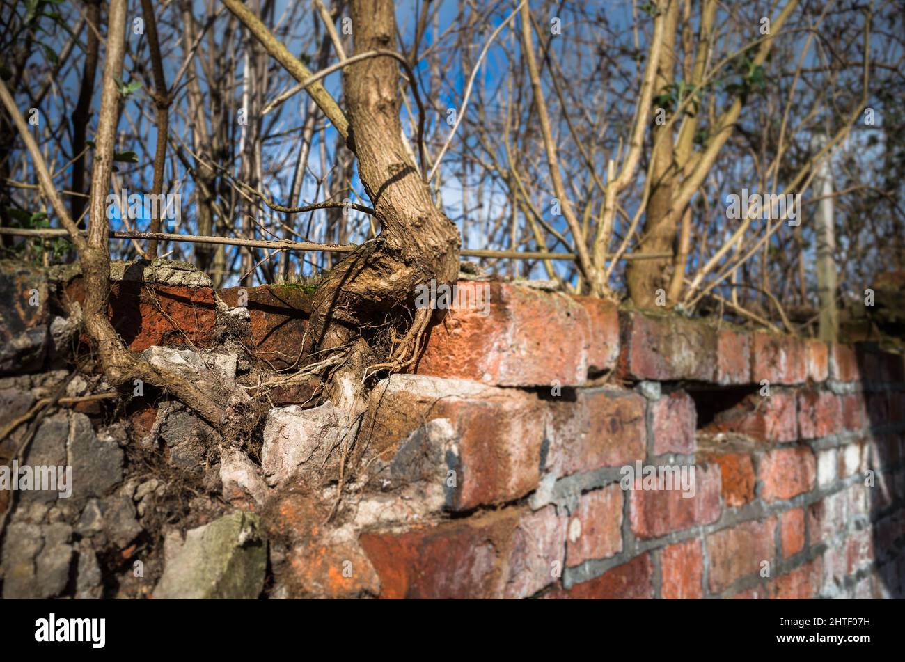 Old overgrown brick background hi-res stock photography and images - Alamy