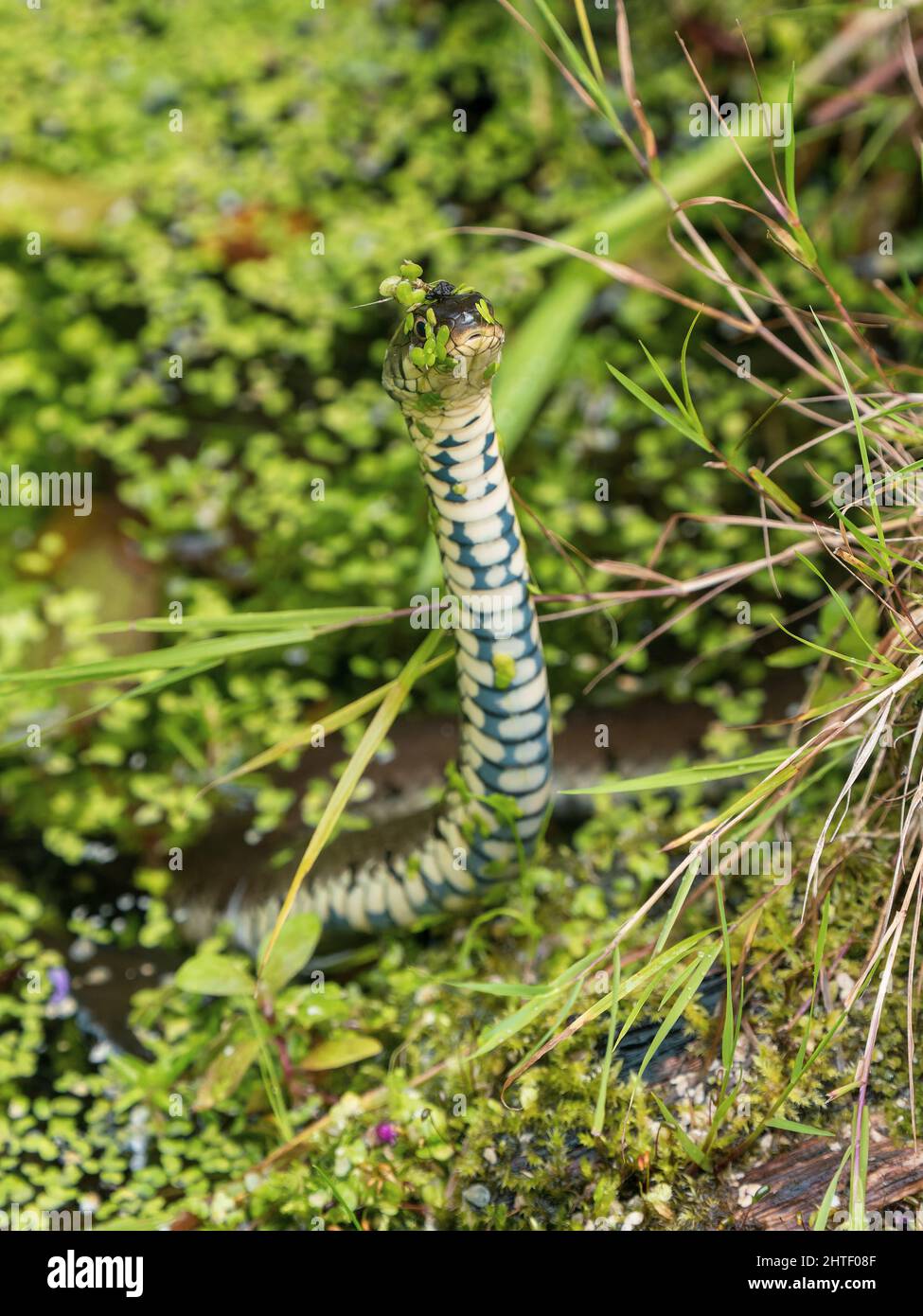 Grass Snake in a Pond Stock Photo - Alamy