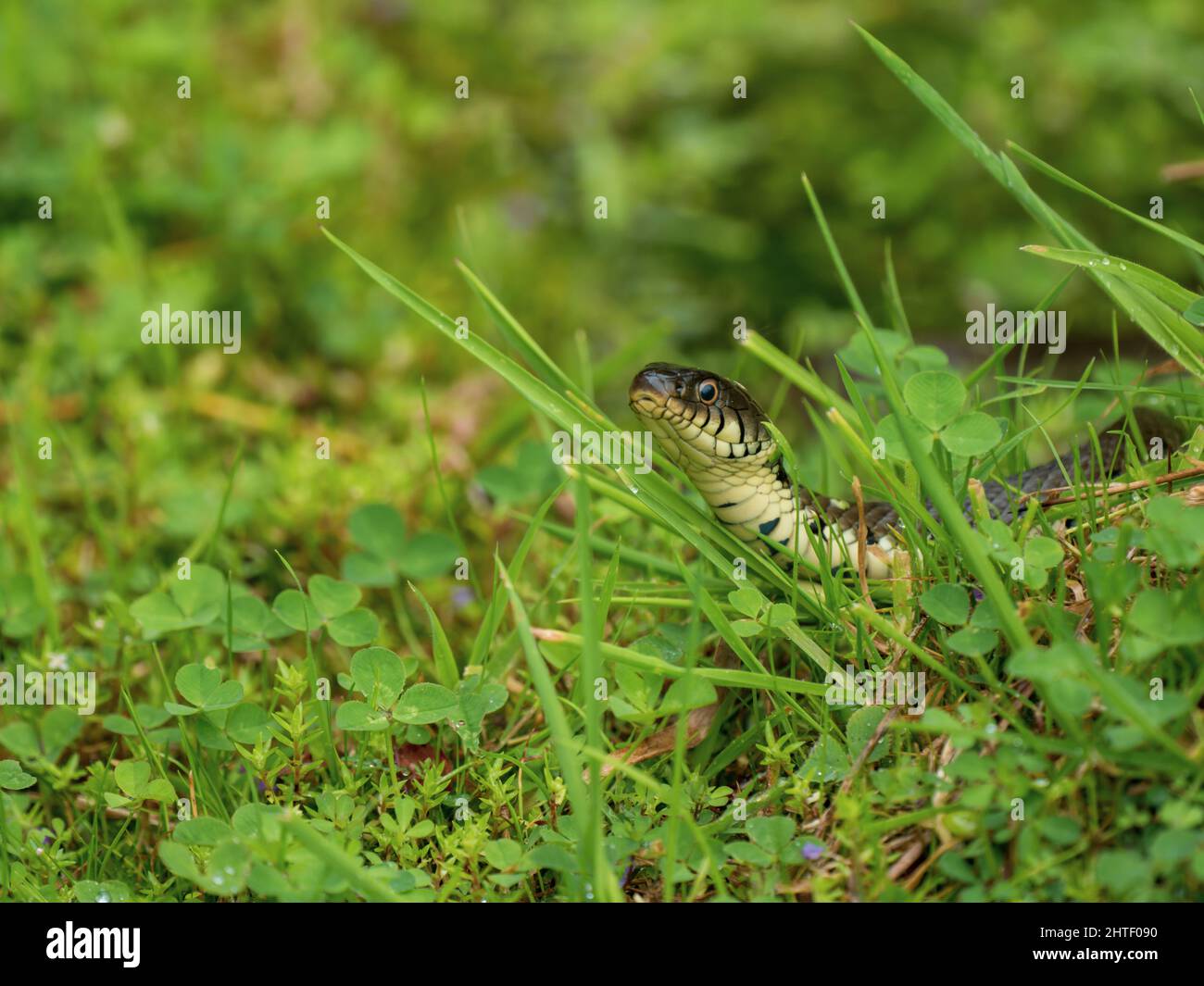 Grass Snake Resting in Grass Stock Photo - Alamy
