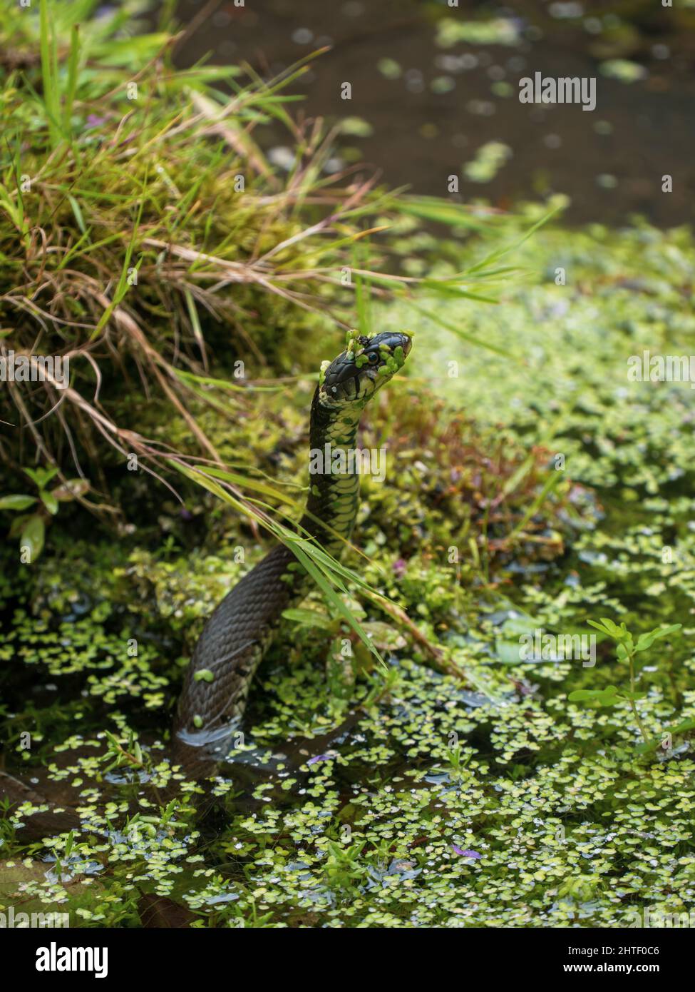 Grass Snake in a Pond Stock Photo - Alamy