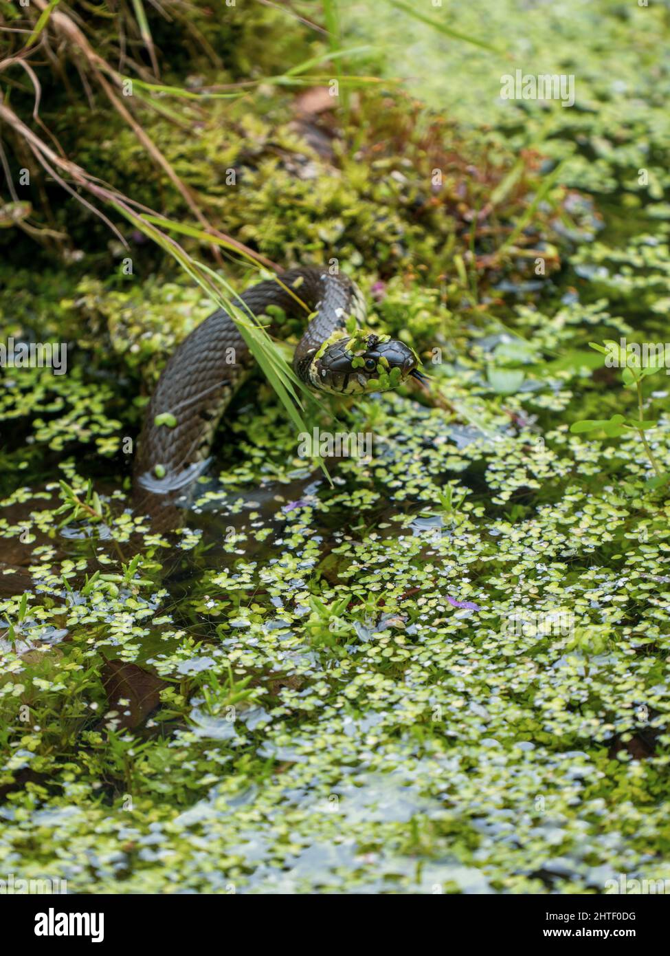 Grass Snake in a Pond Stock Photo - Alamy