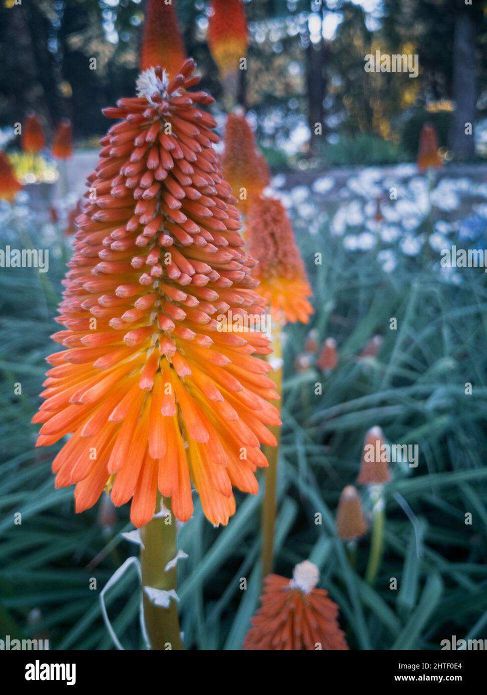 Red Hot Poker Kniphofia flowers blooming in a garden in Ravello on the ...
