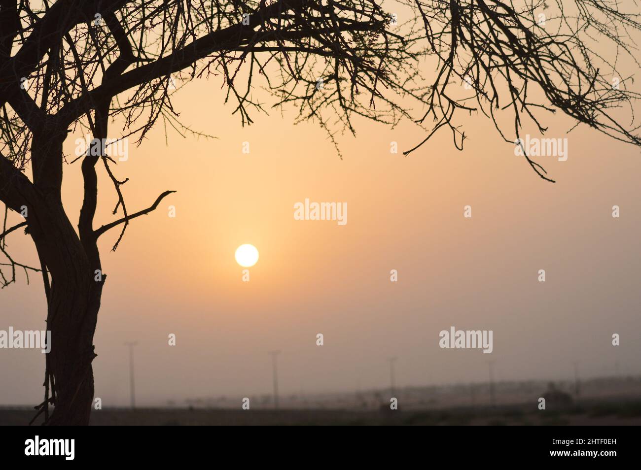 Sun setting in the cloudless sky in the background of a leafless tree ...
