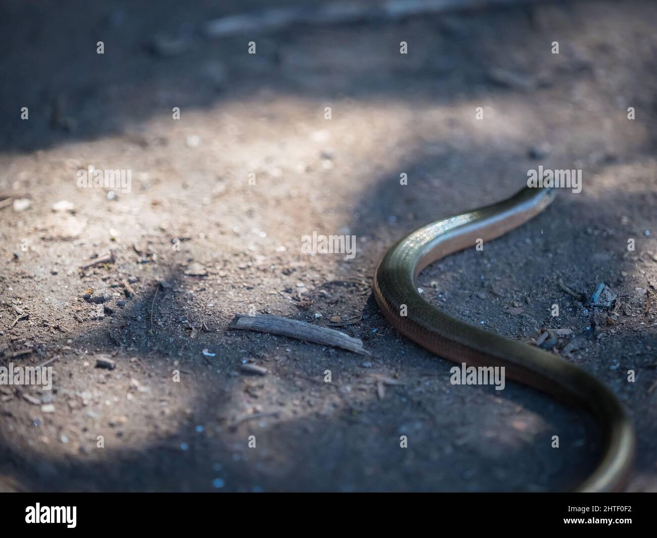 Thunder snake hi-res stock photography and images - Alamy