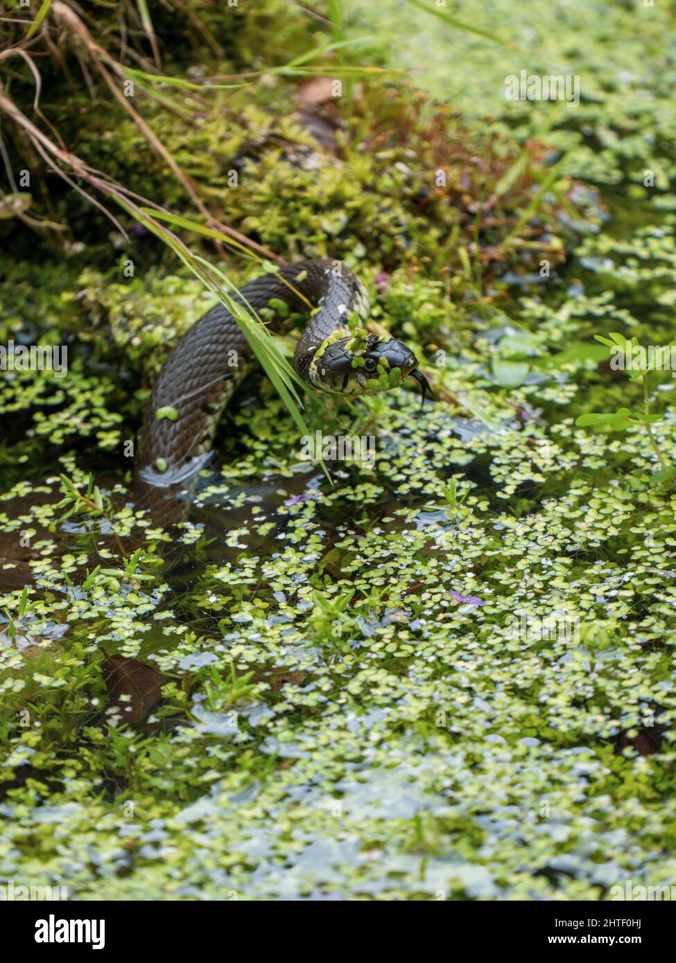 Grass Snake in a Pond Stock Photo - Alamy