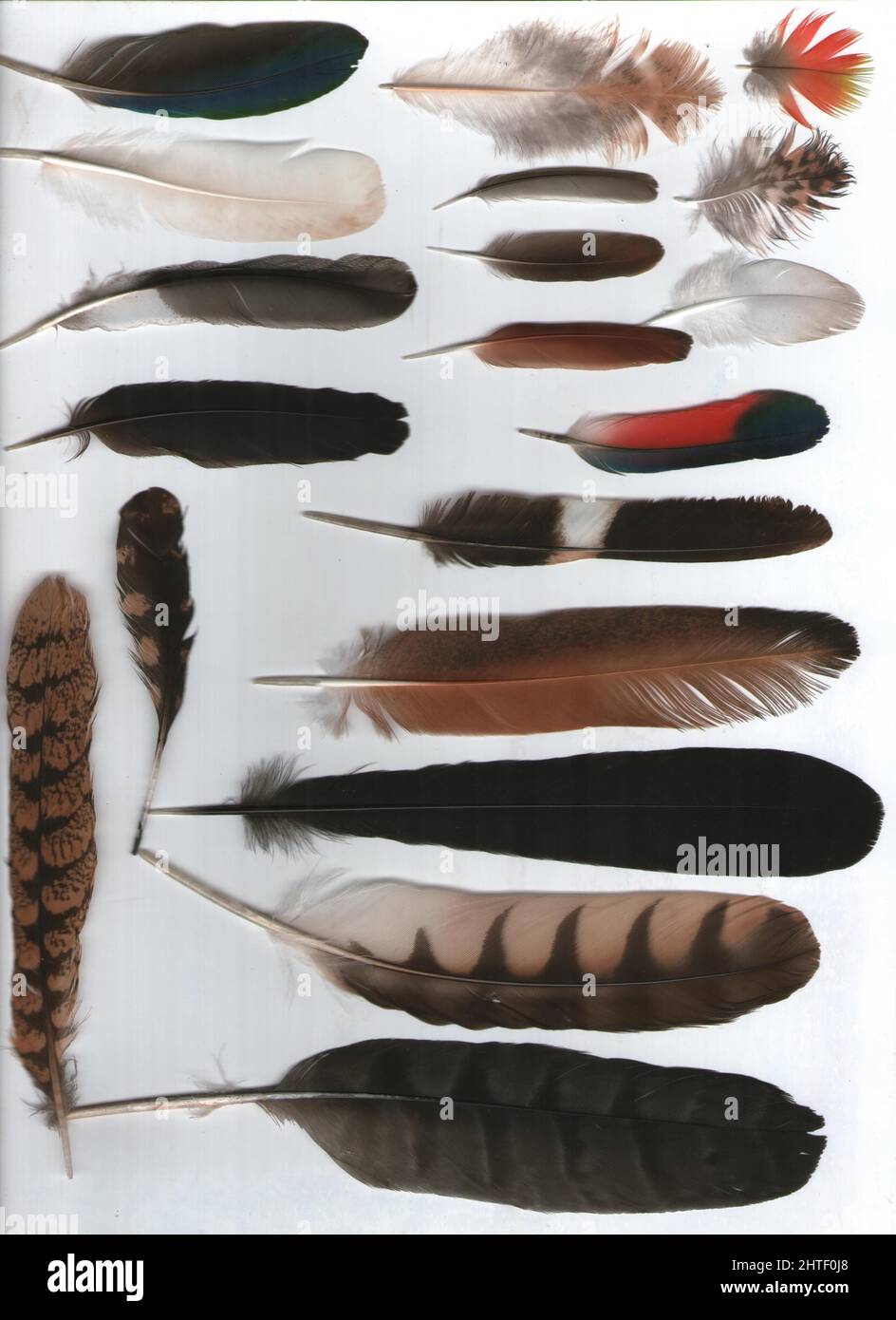Collection of different feathers isolated on a white background Stock ...