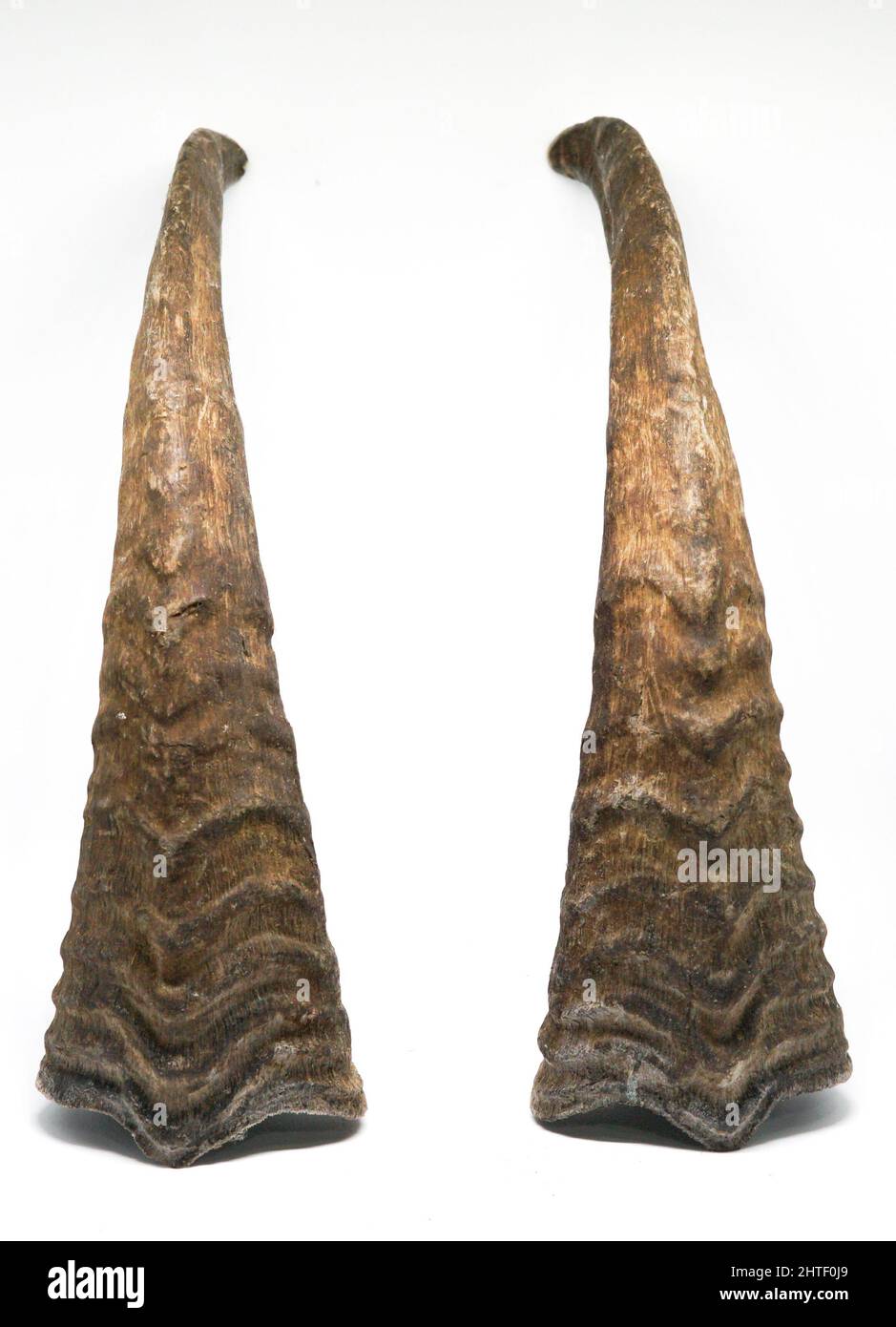 Vertical shot of horns on isolated white background Stock Photo - Alamy