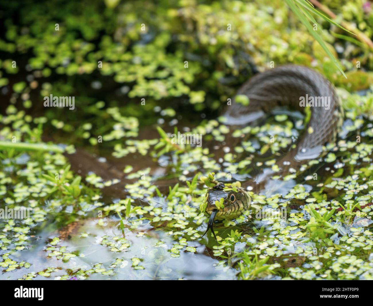 Grass Snake in a Pond Stock Photo - Alamy