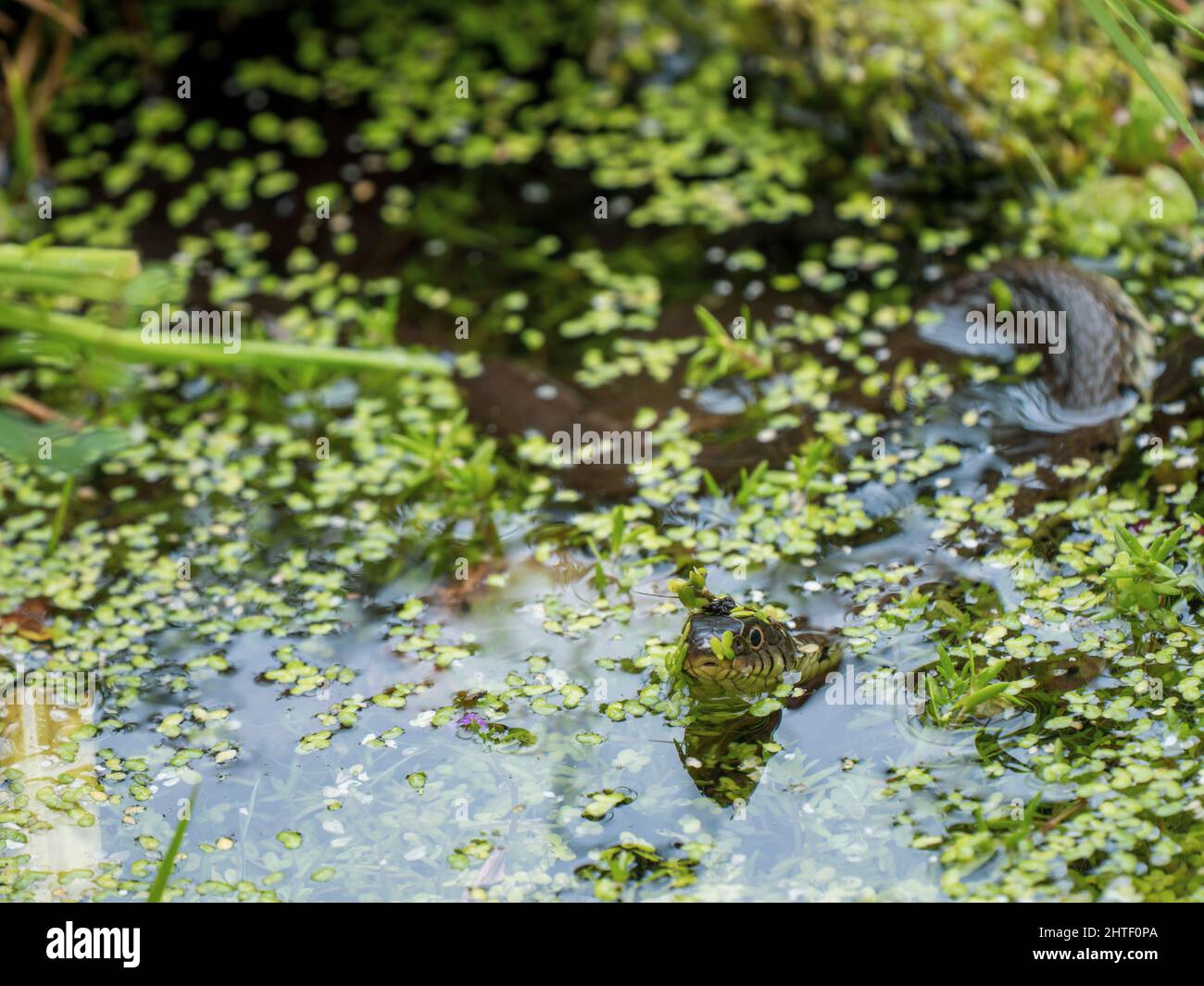 Grass Snake in a Pond Stock Photo - Alamy