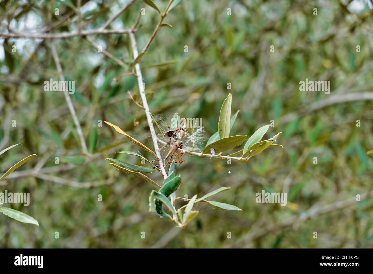 Closeup of olive tree branch Stock Photo - Alamy