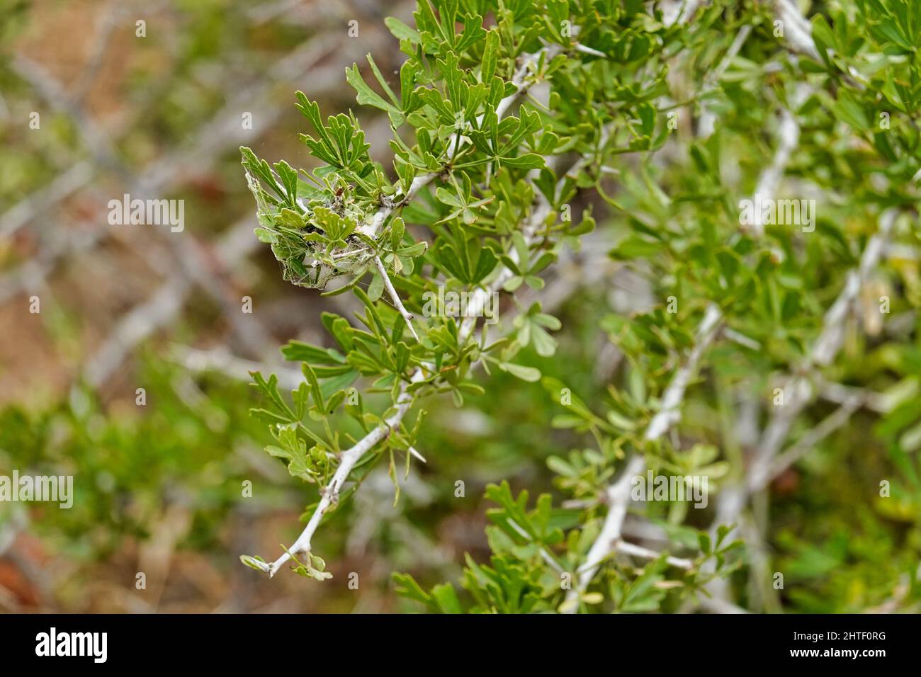 Closeup of a tree branch with small green leaves Stock Photo - Alamy