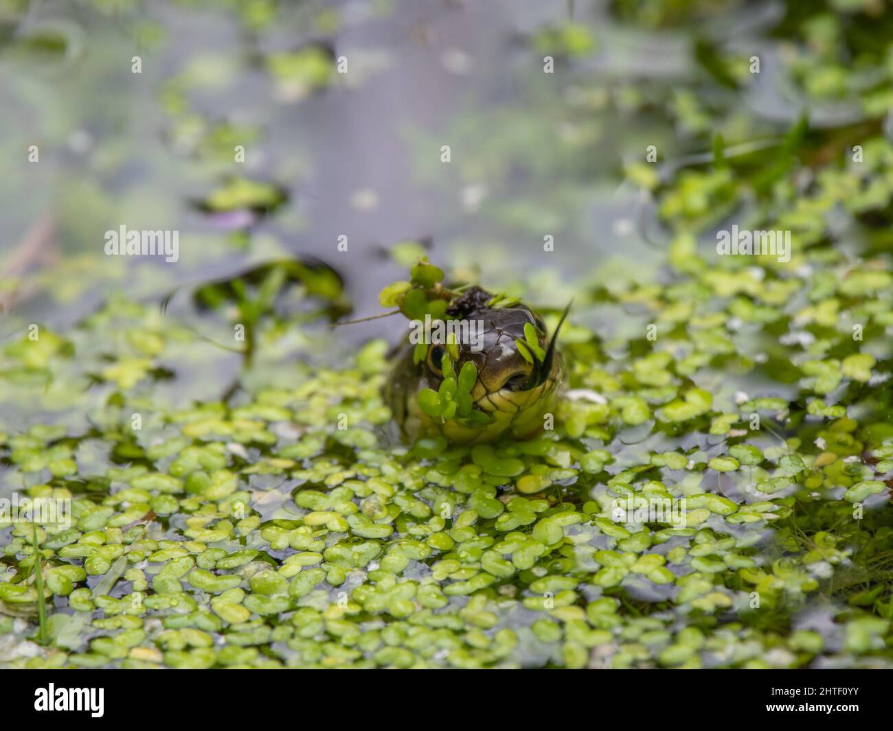 Grass Snake in a Pond Stock Photo - Alamy
