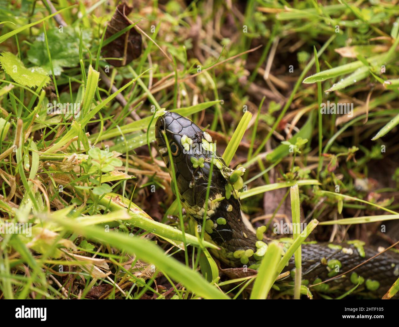 Grass Snake in a Pond Stock Photo - Alamy