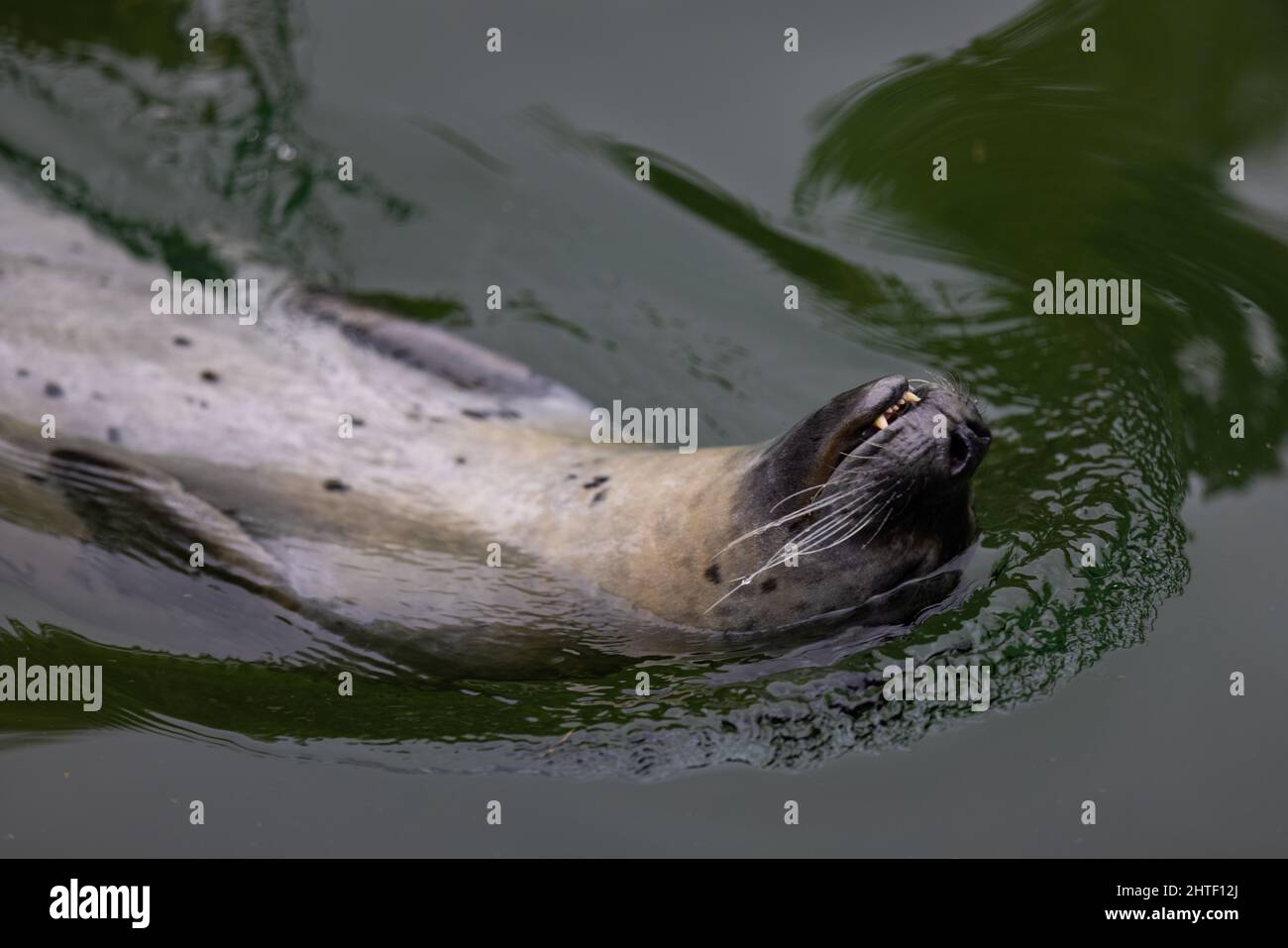 Scenic view of a seal peacefully swimming in the water Stock Photo - Alamy