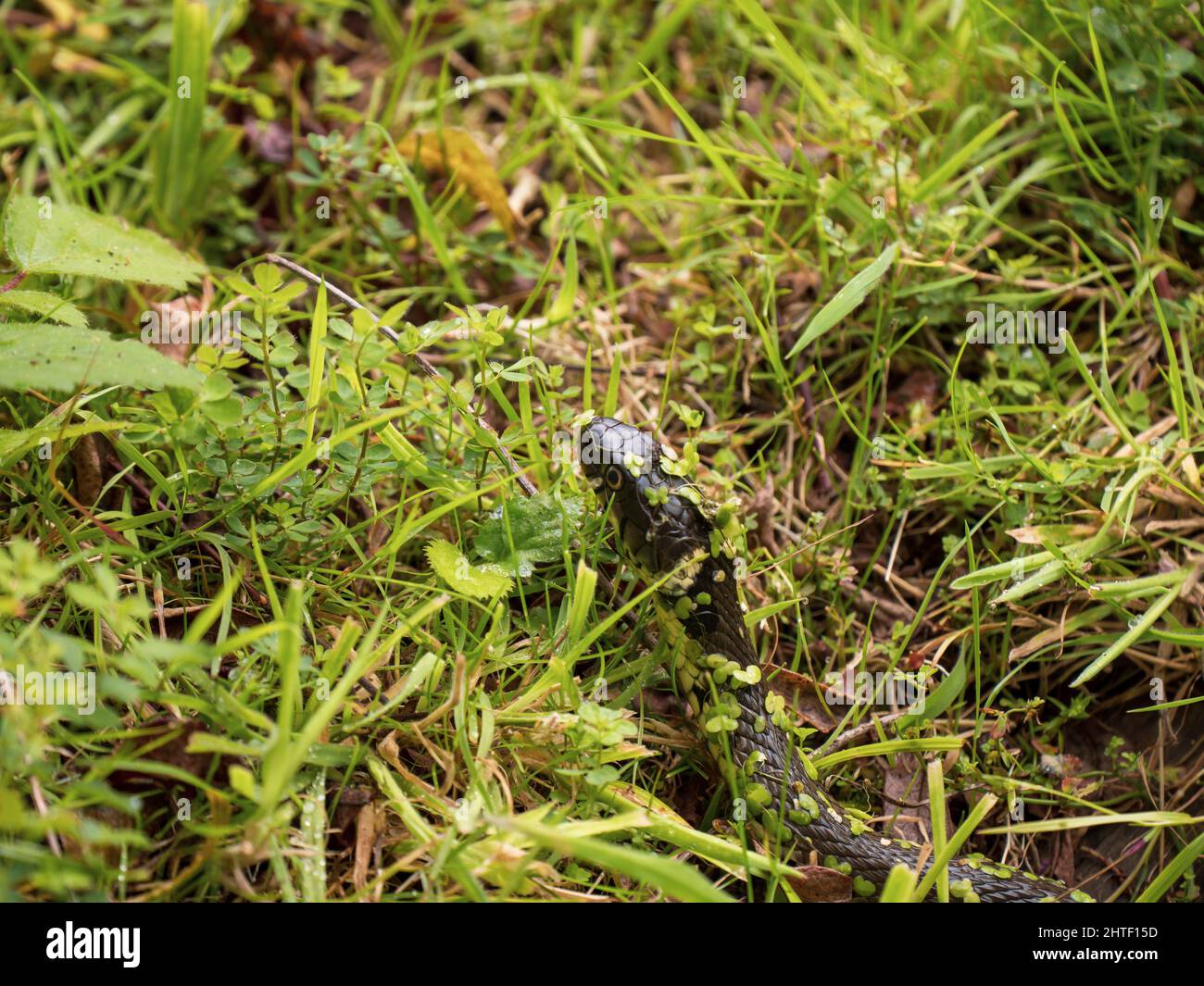 Grass Snake in a Pond Stock Photo - Alamy