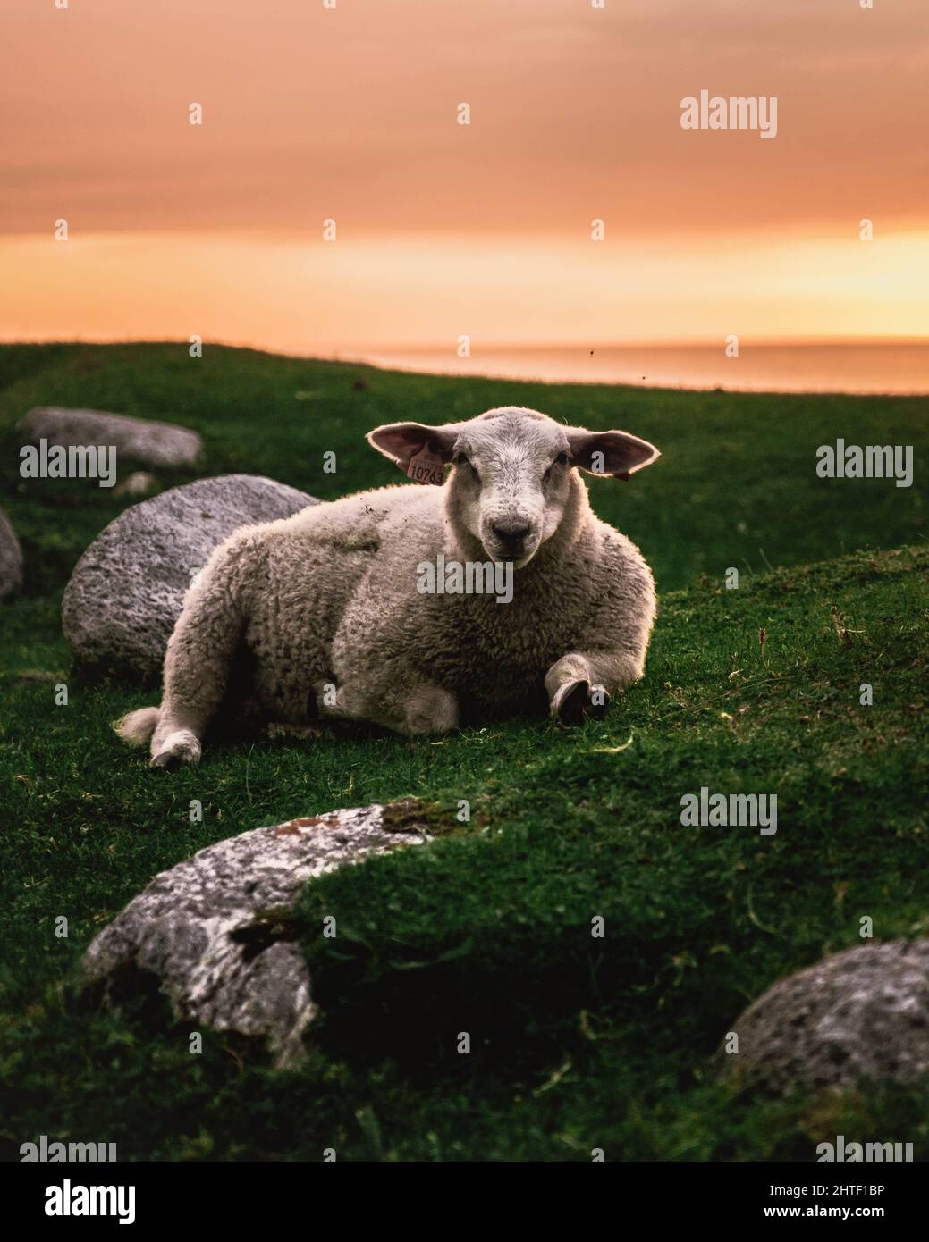 Passover lamb hi-res stock photography and images - Alamy