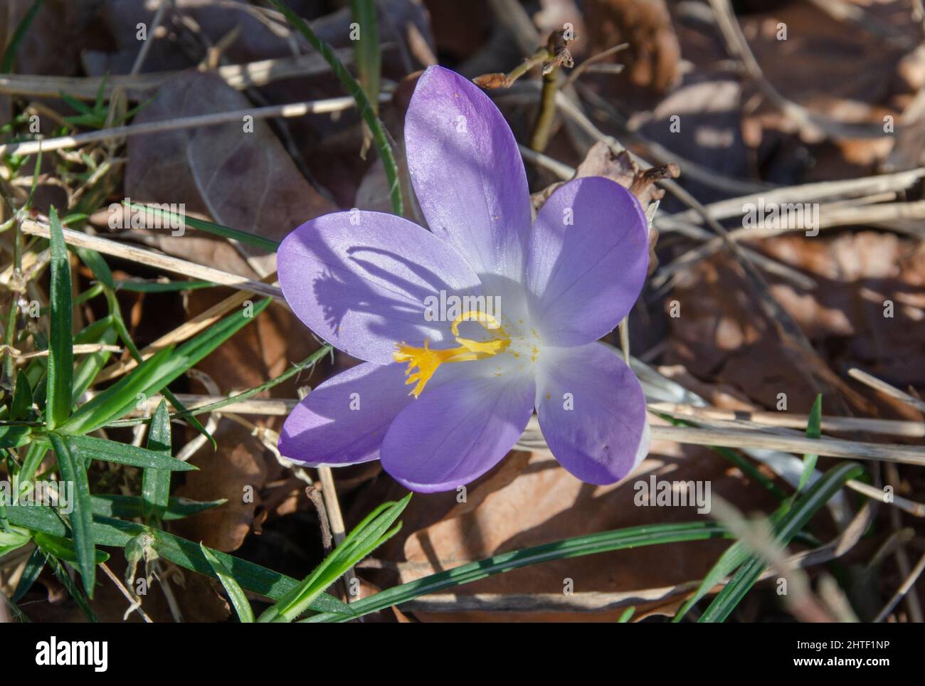 The crocuses are a plant genus of the iris family. The approximately ...