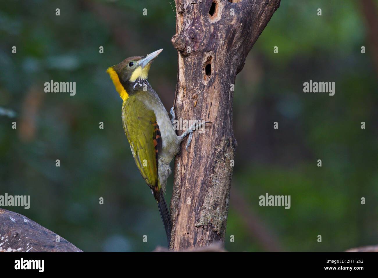 Greater yellow nape woodpecker bird Stock Photo - Alamy