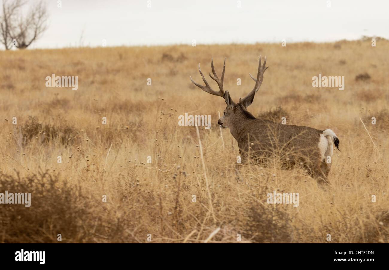 Mule Deer Buck During the fall Rut in Colorado Stock Photo - Alamy