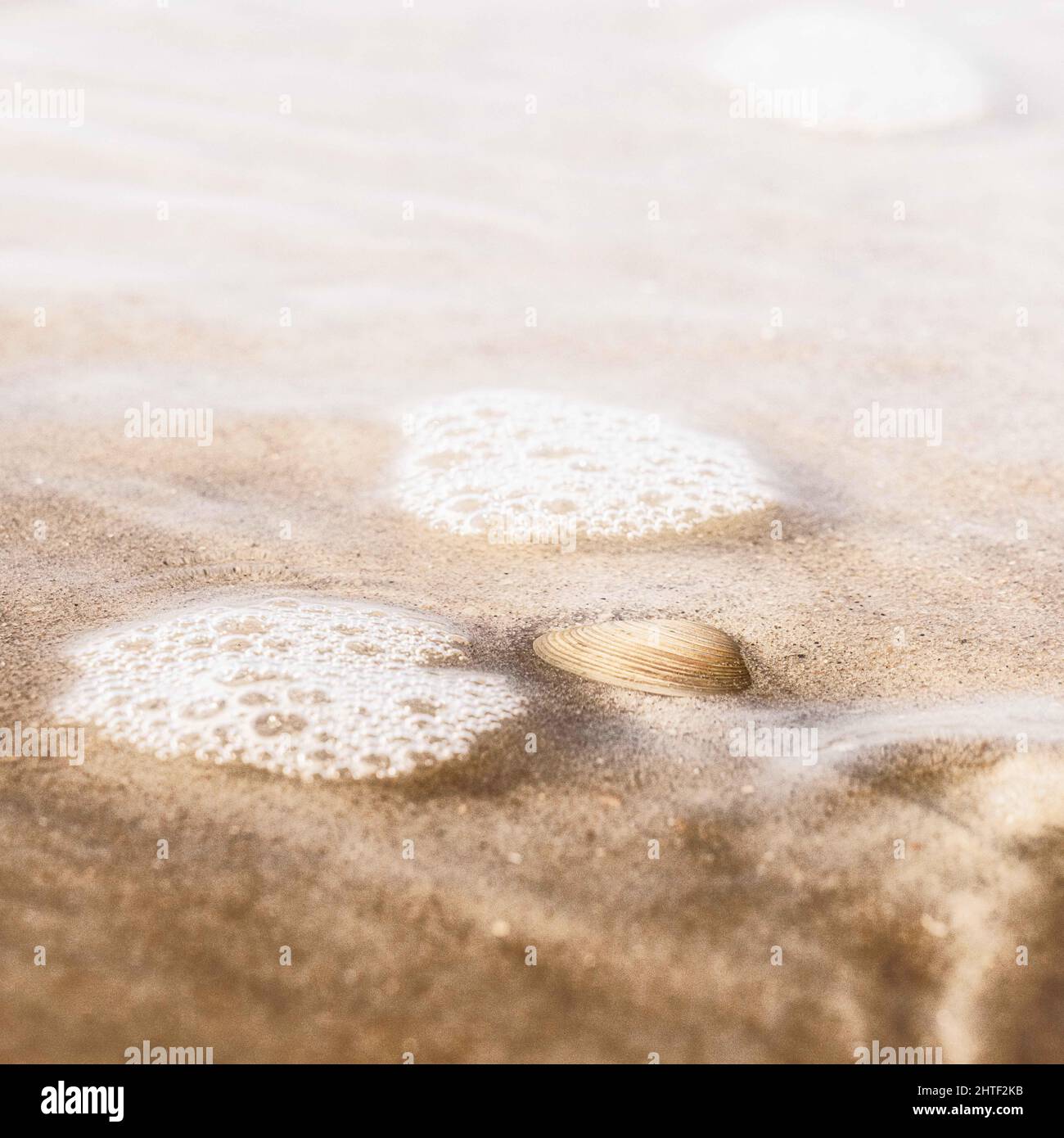 Seashell on sand and foamy water Stock Photo - Alamy