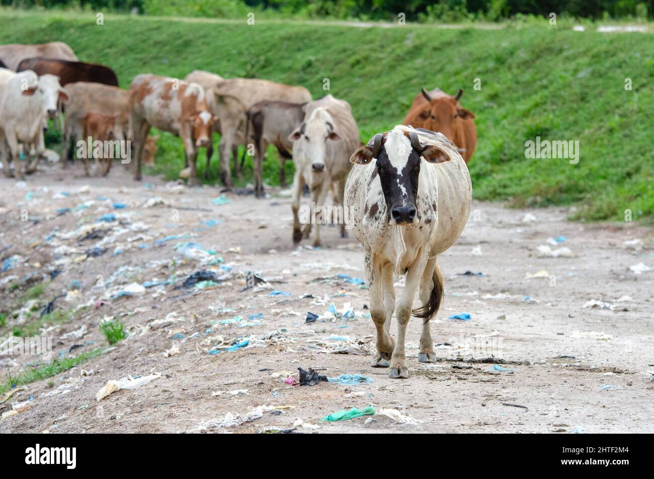 Herd of cows walking along a plastic rubbish path Stock Photo - Alamy