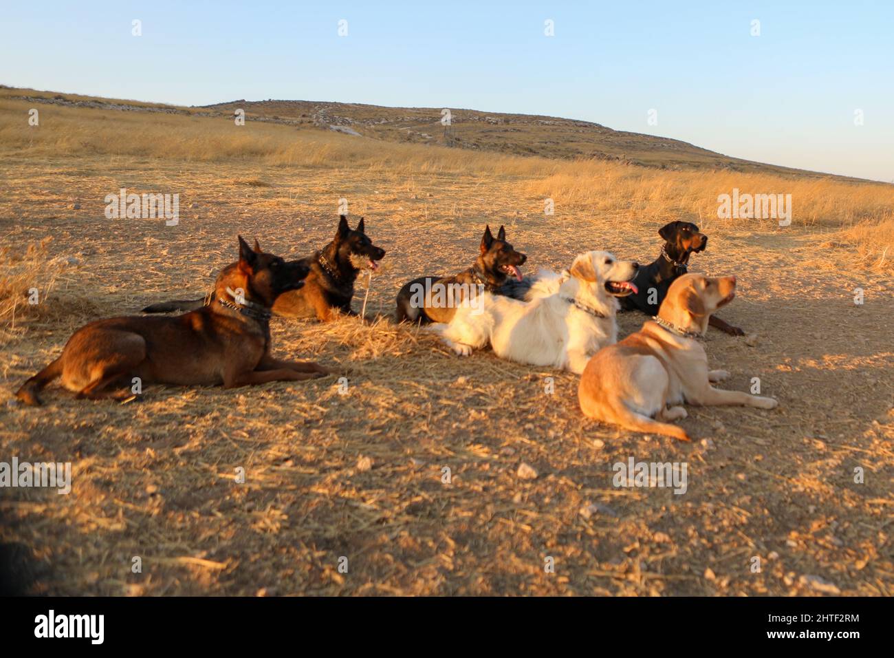 Trains dogs and a group of different dogs Stock Photo - Alamy