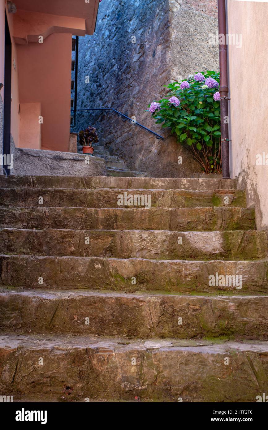 Old Italian street with a bush of pink flowers against a wall Stock ...