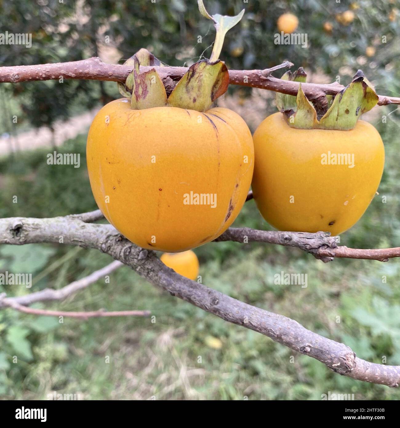 Orange permission fruits on the branch Stock Photo - Alamy