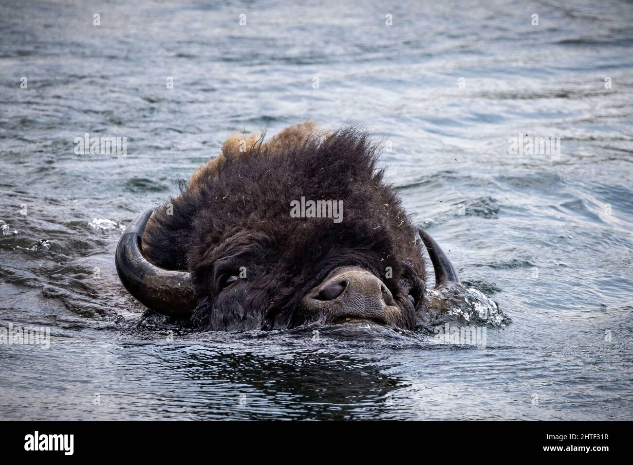 American bison swimming hi-res stock photography and images - Alamy